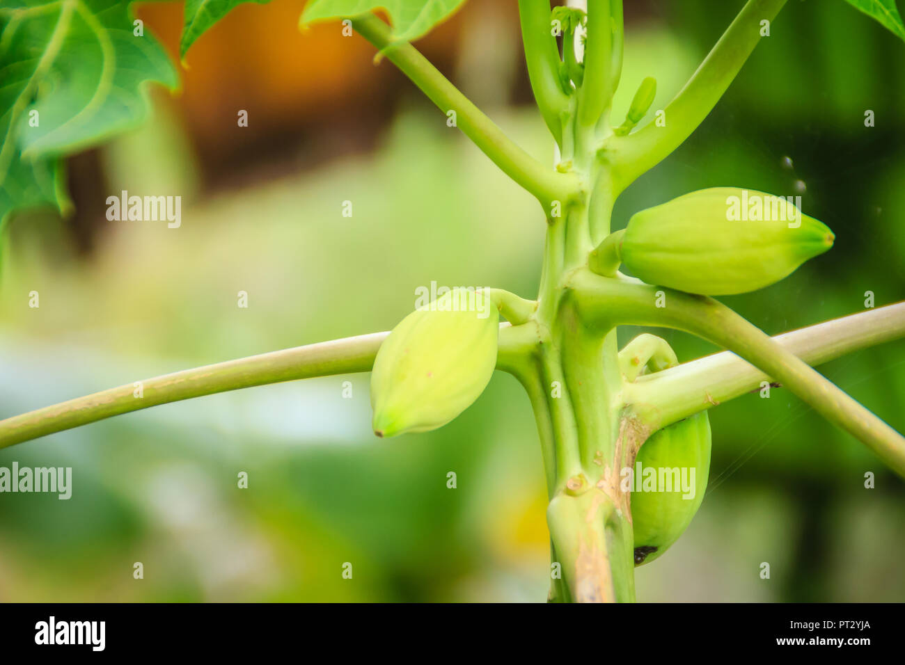 Damping off hi-res stock photography and images - Alamy
