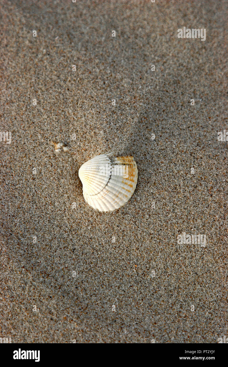 Denmark, North Sea, seashell on the beach Stock Photo - Alamy