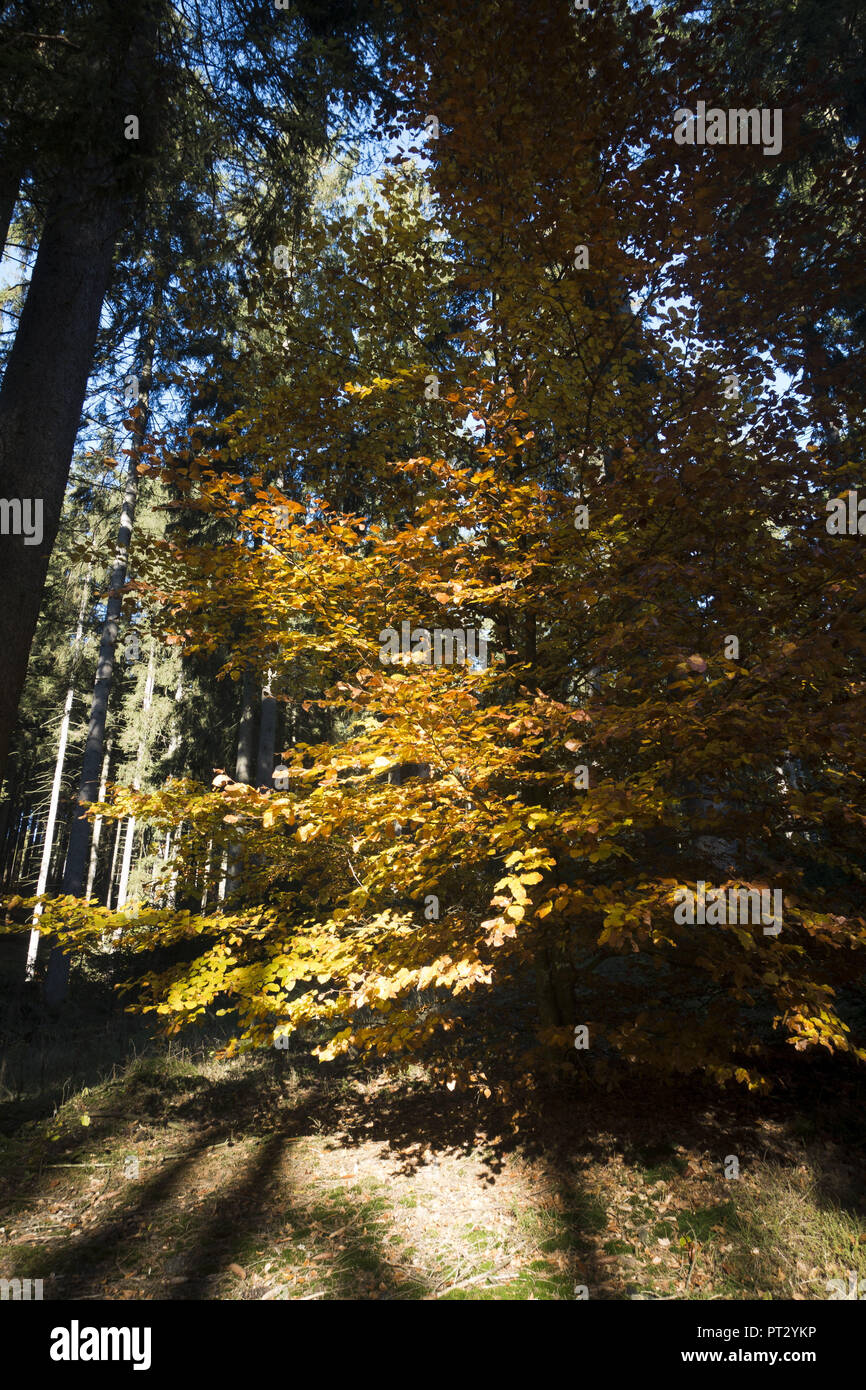 Beech in the high forest with sunlight Stock Photo - Alamy