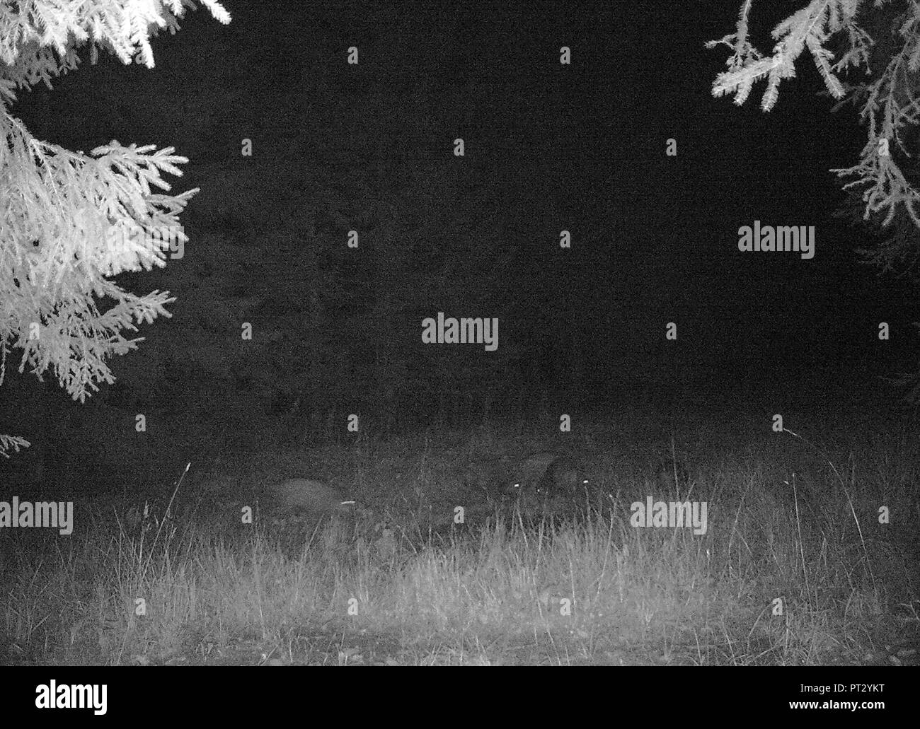 Boar infrared hi-res stock photography and images - Alamy