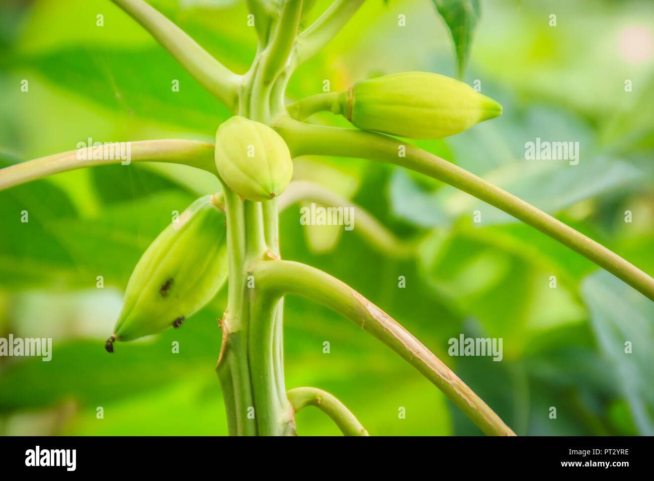 Damping off hi-res stock photography and images - Alamy