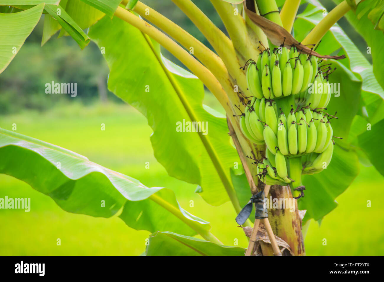 Organic young green banana fruits on tree with sunshine in the sunny ...