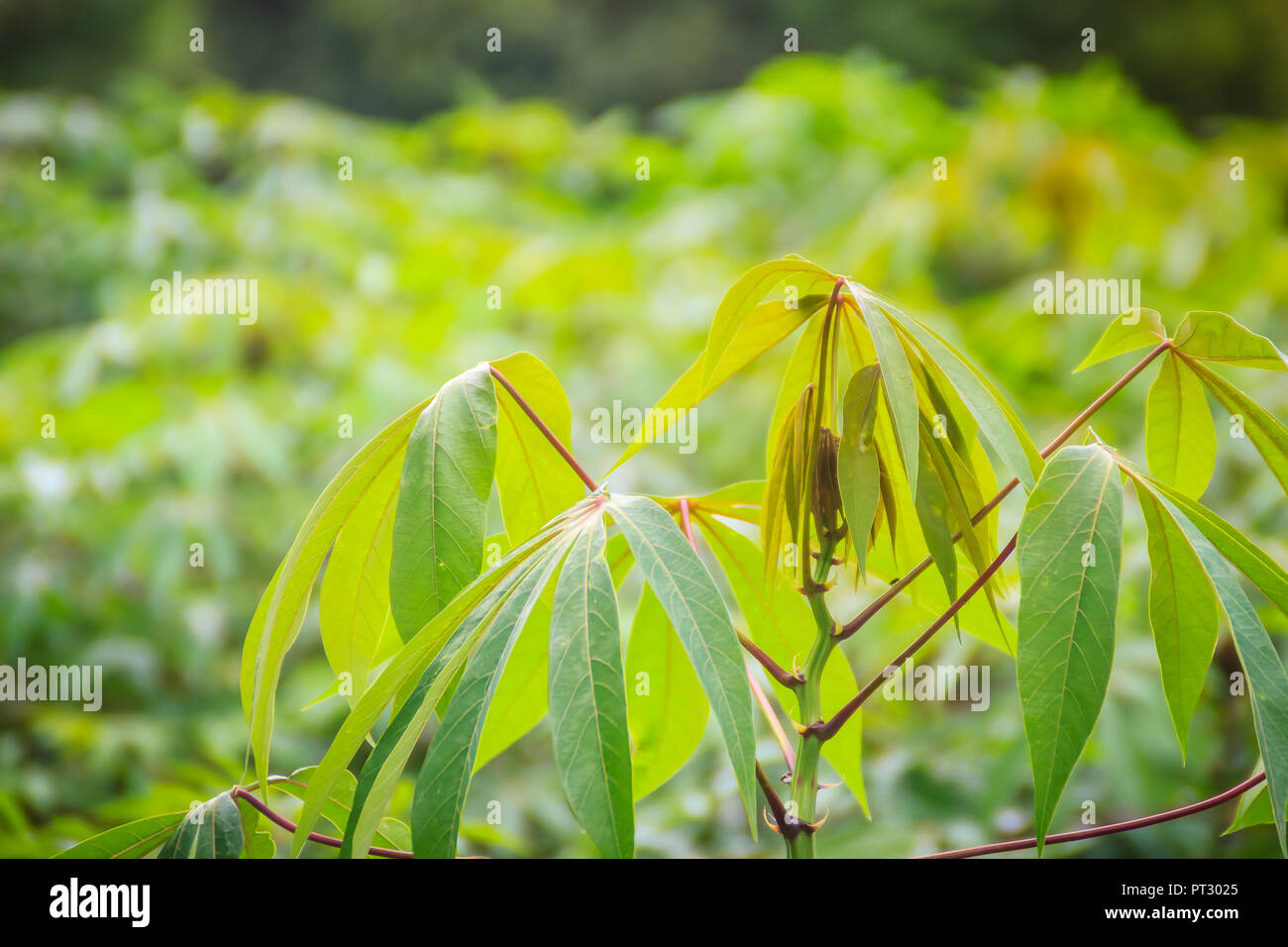 Green cassava tree in the cultivated field. Cassava (Manihot esculenta ...