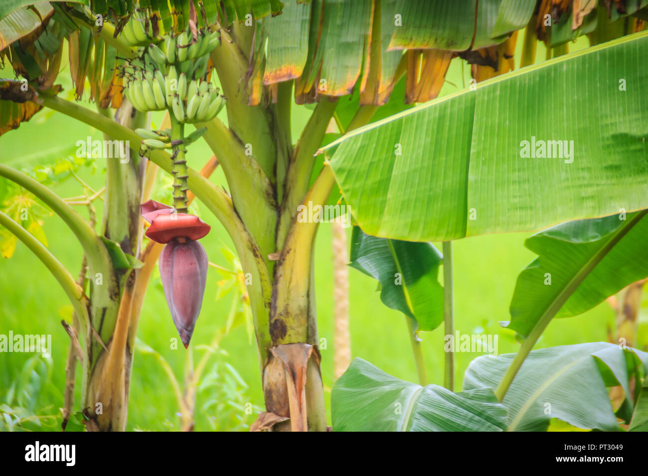 Organic young green banana fruits on tree with sunshine in the sunny ...