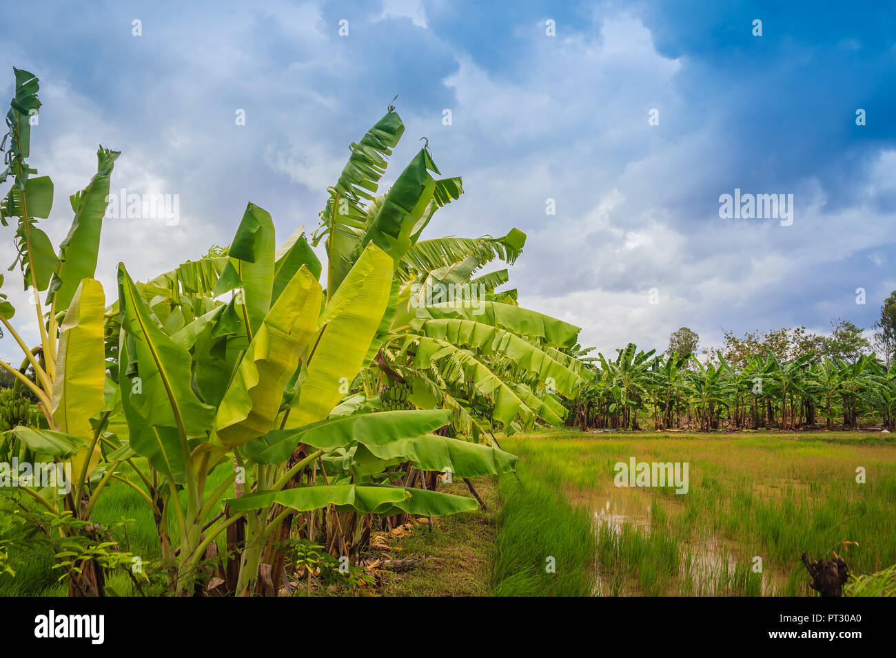 Mixed farming by planting banana trees in rice fields is agricultural ...