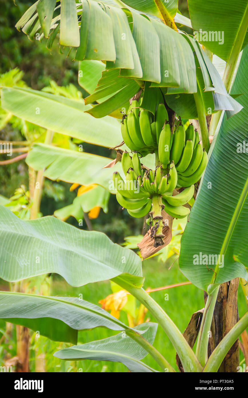 Organic young green banana fruits on tree with sunshine in the sunny ...