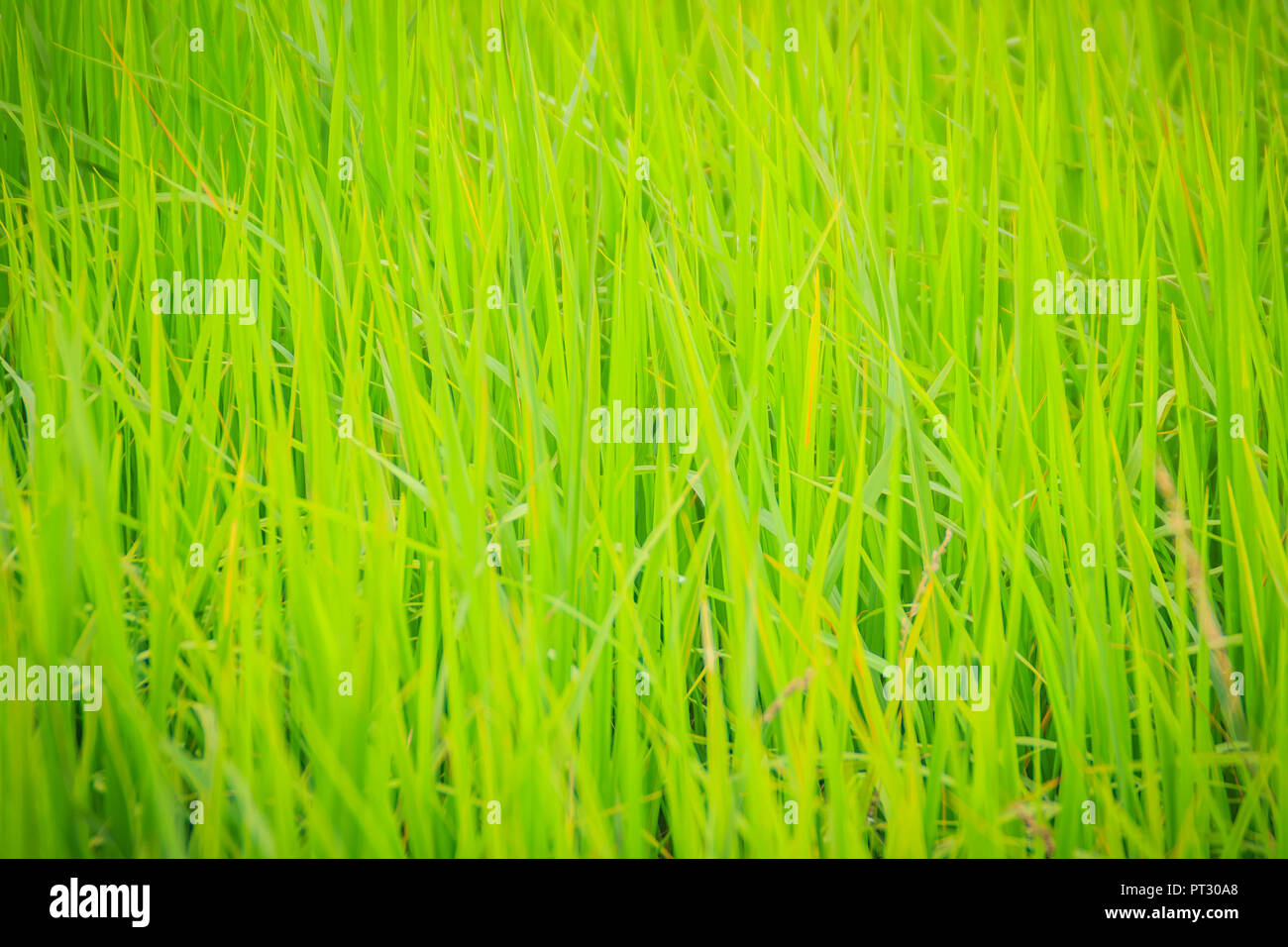 Leaves of the green rice tree background in the organic rice fields ...