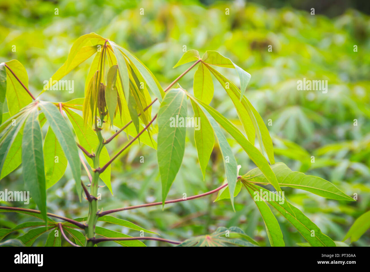 Green cassava tree in the cultivated field. Cassava (Manihot esculenta ...