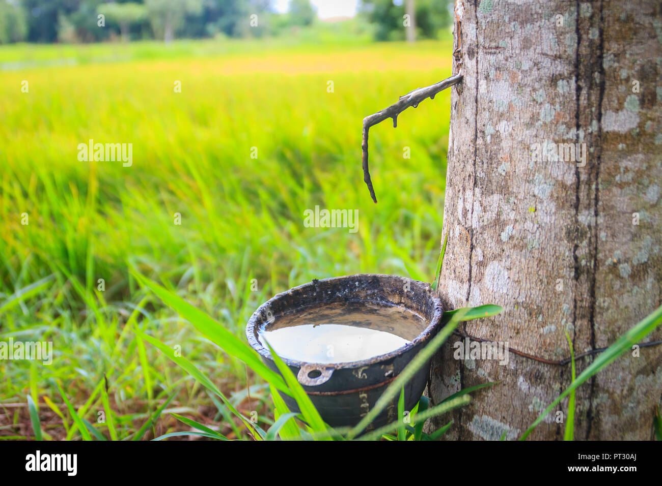 Rubber tapping season hi-res stock photography and images - Alamy