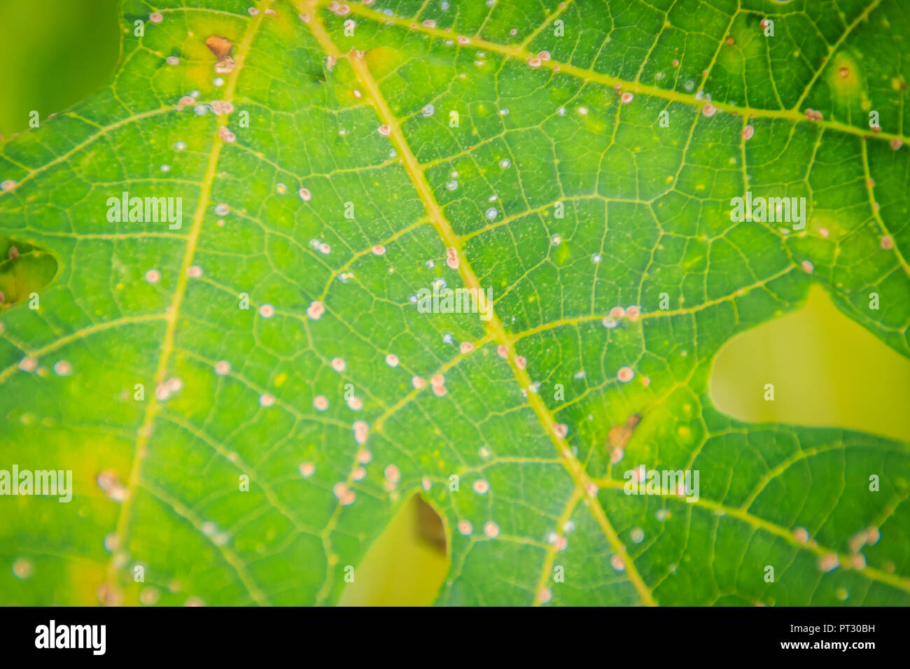 Damping off hi-res stock photography and images - Alamy