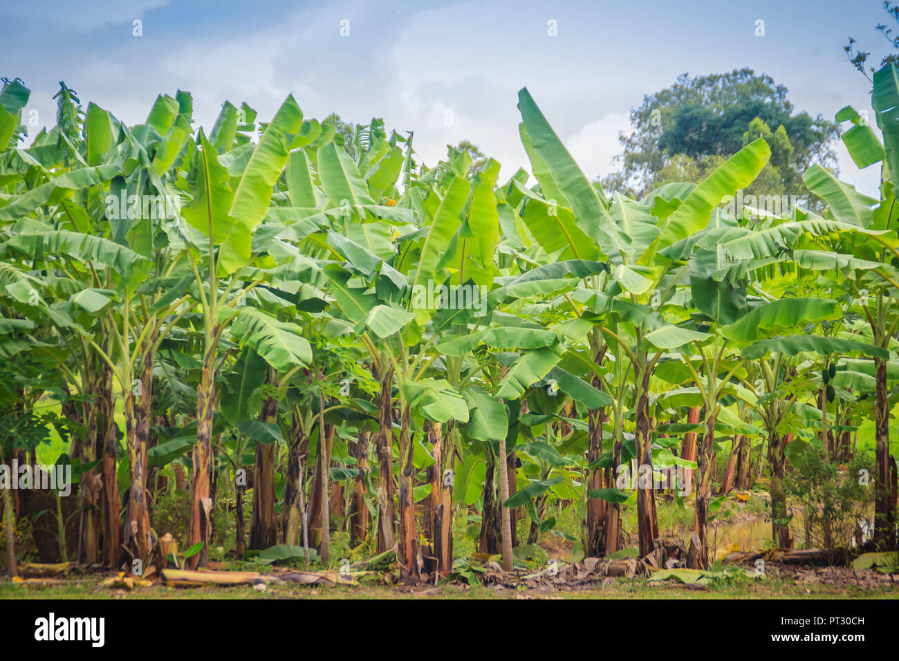 Organic green forest of banana trees with bunch of young green banana ...