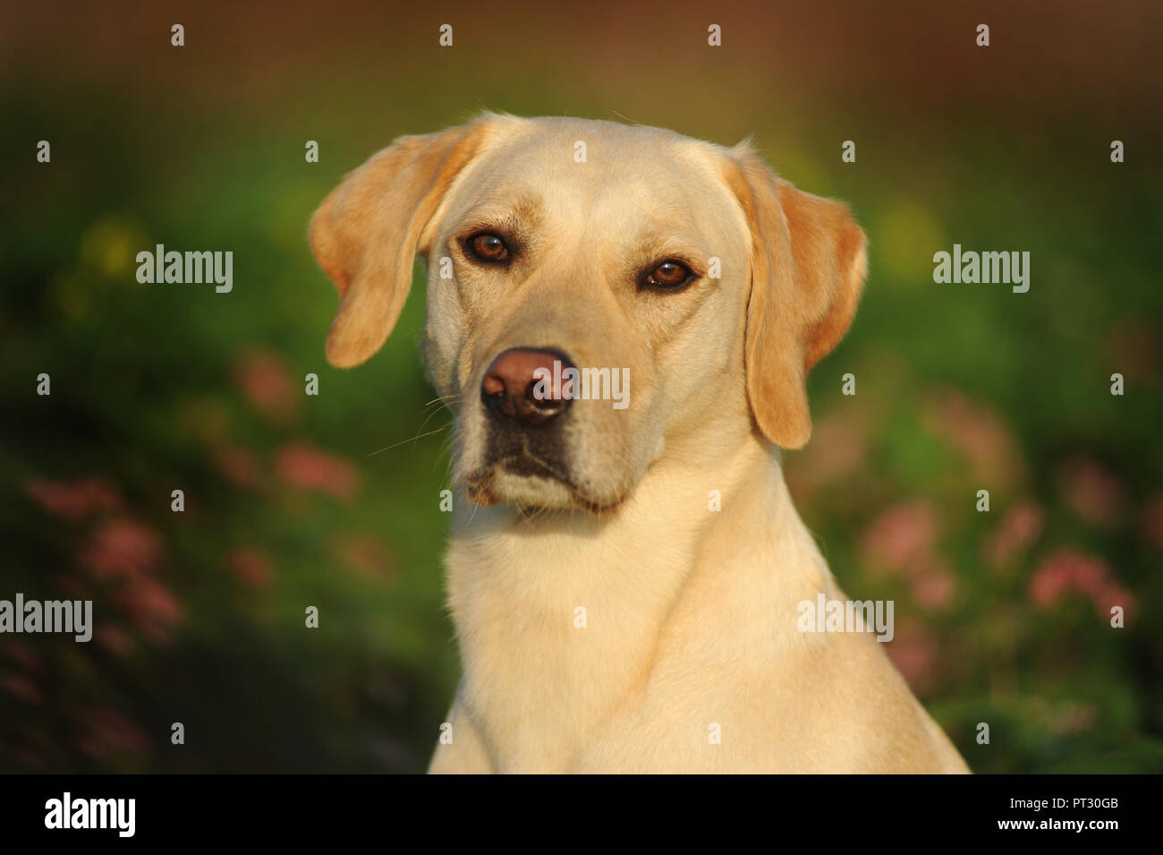 Male Yellow Labs