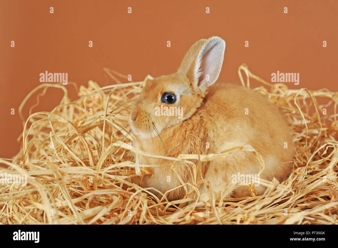 Dwarf rabbit, brown, young animal in straw, Austria Stock Photo - Alamy