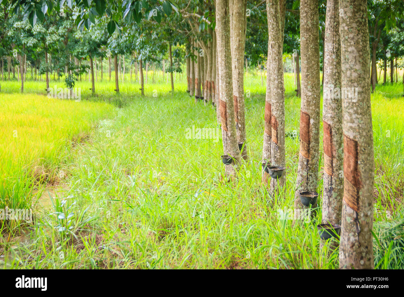 Mixed farming by planting rubber trees in rice fields is agricultural ...