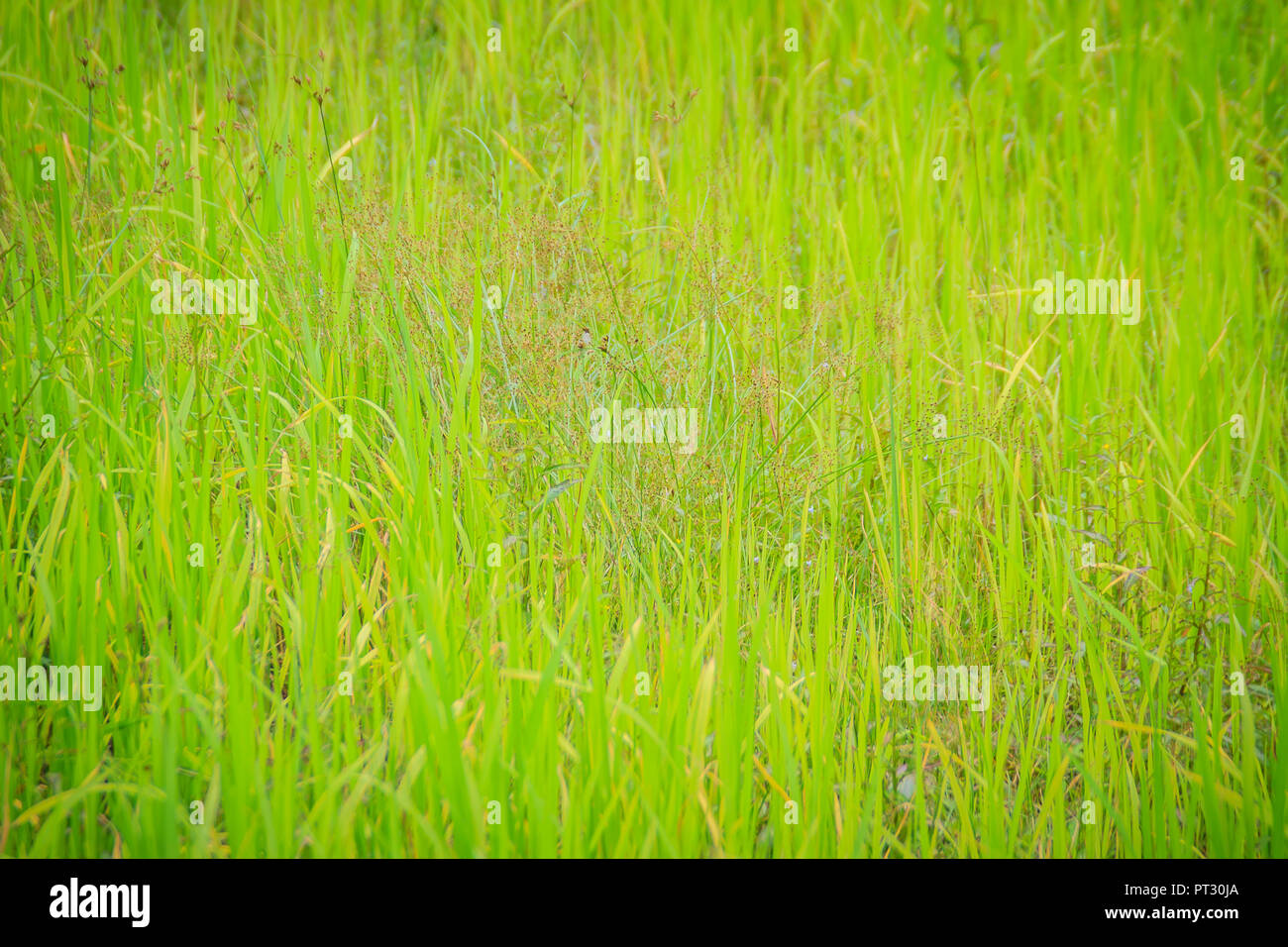 Leaves of the green rice tree background in the organic rice fields ...