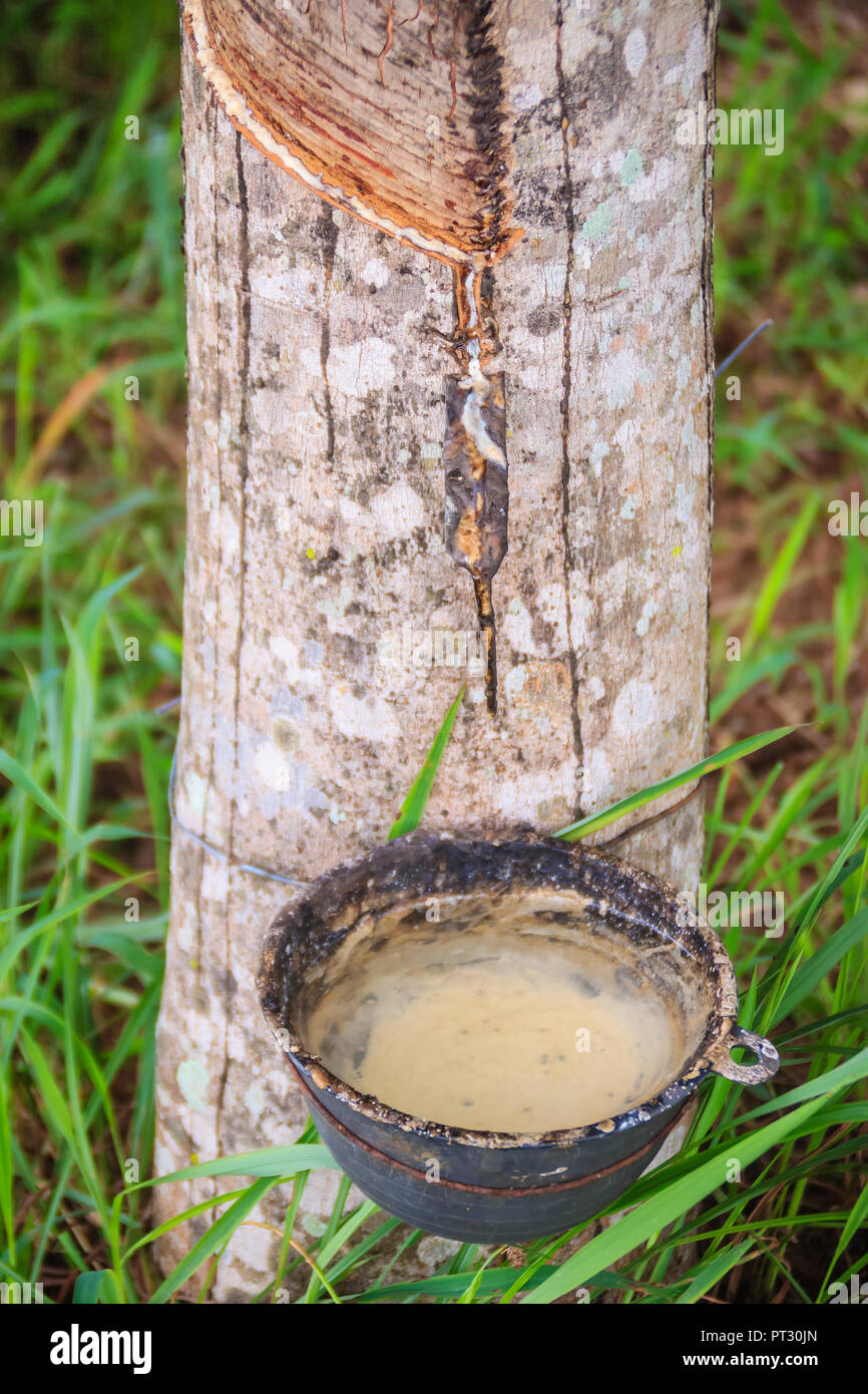 The problem of para rubber tapping during the rainy season. Tapping ...