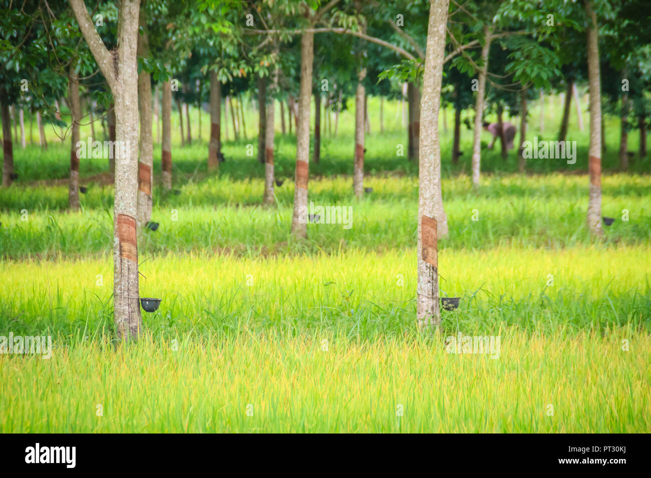 Mixed farming by planting rubber trees in rice fields is agricultural ...