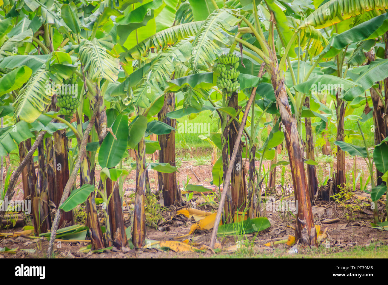 Organic green forest of banana trees with bunch of young green banana ...