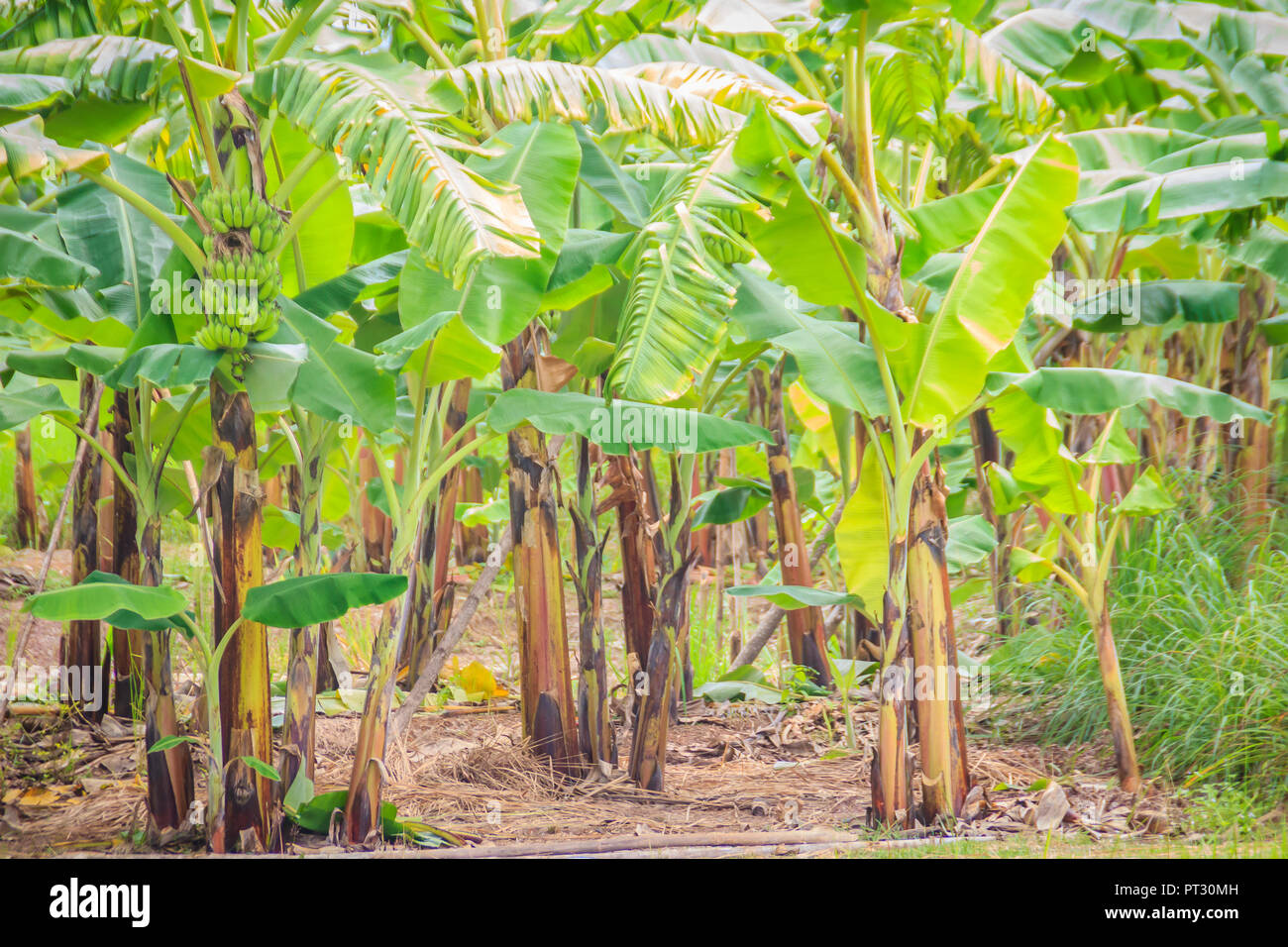 Organic green forest of banana trees with bunch of young green banana ...