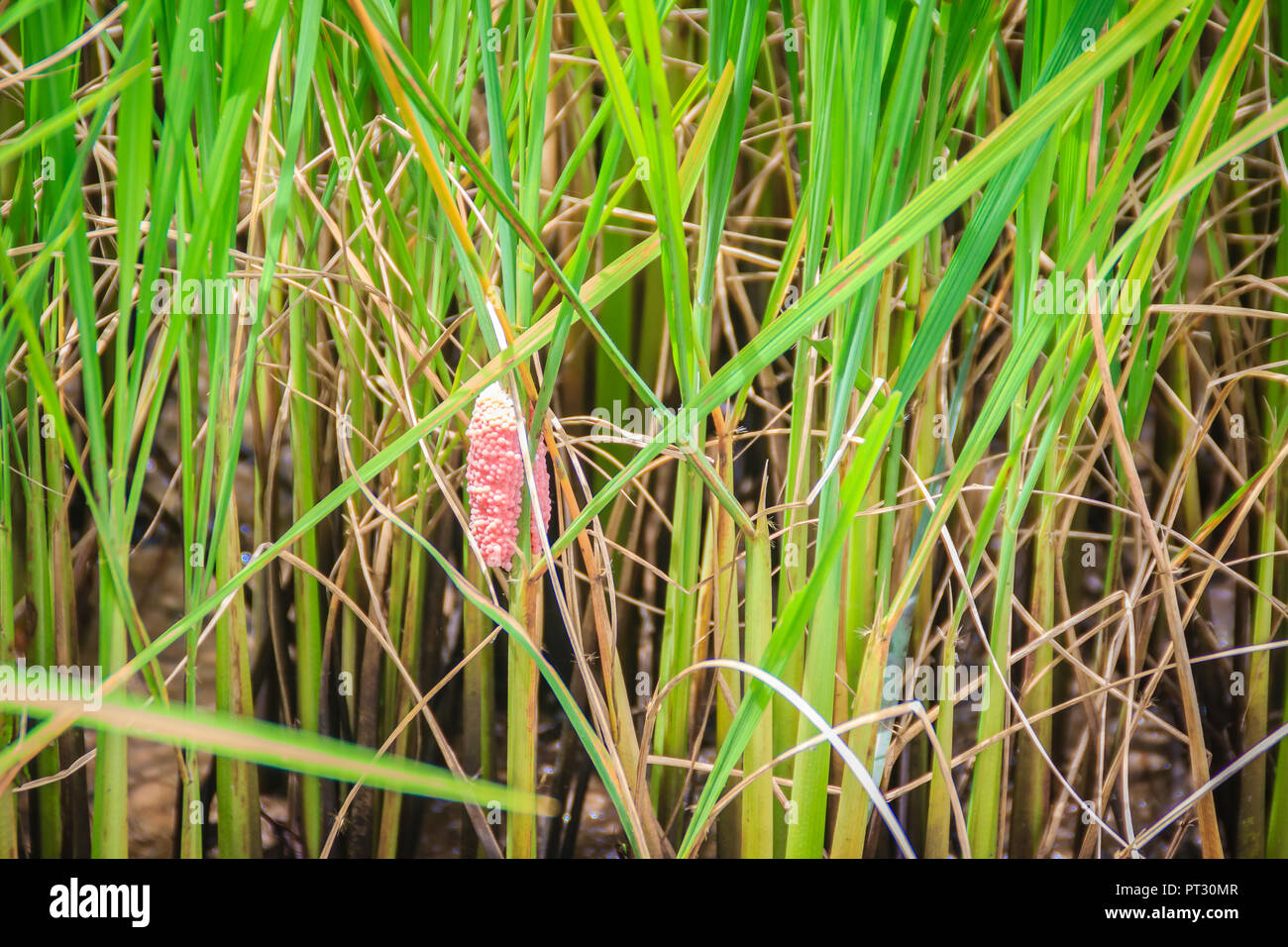Pond snail eggs hi-res stock photography and images - Alamy
