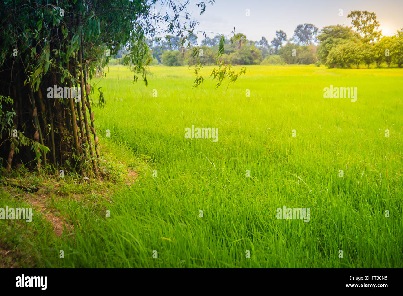 Mixed farming by planting bamboo trees in rice fields is agricultural ...