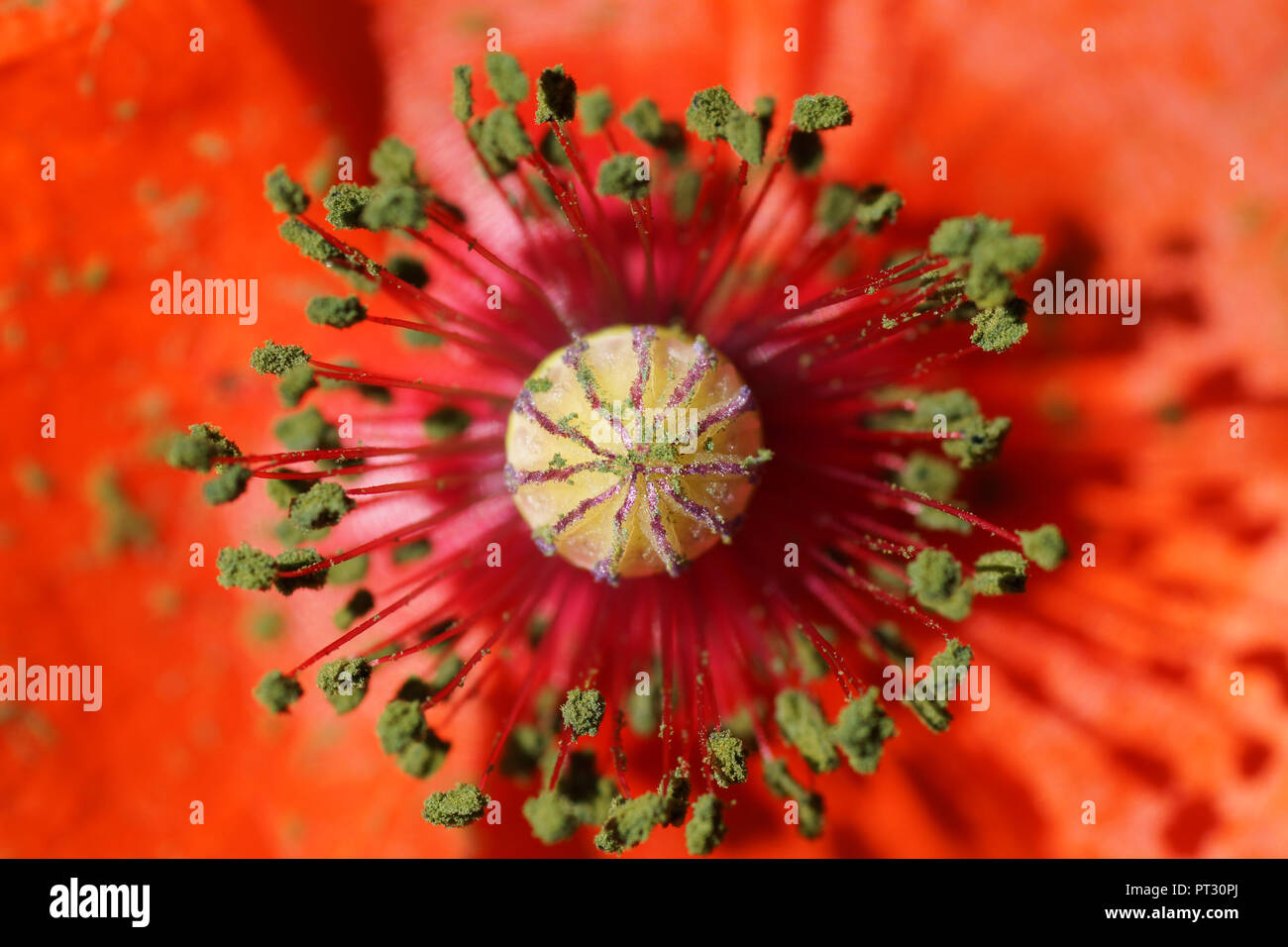 Pollen core hi-res stock photography and images - Alamy