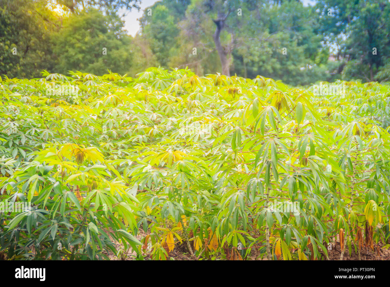 Green cassava tree in the cultivated field. Cassava (Manihot esculenta ...
