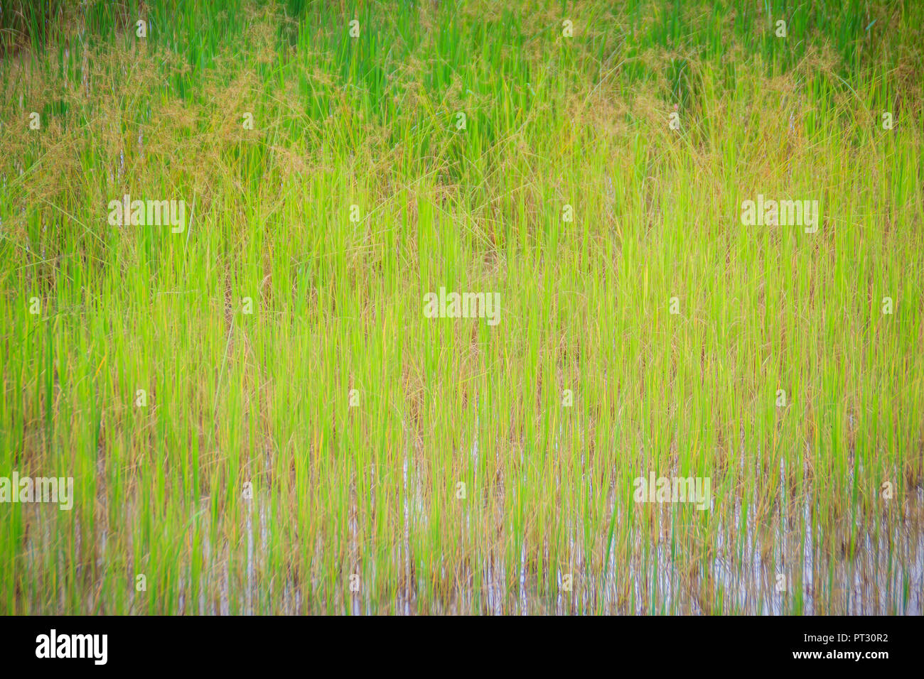 Leaves of the green rice tree background in the organic rice fields ...