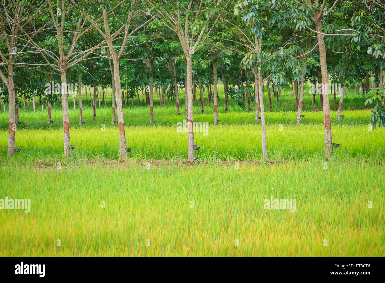 Mixed farming by planting rubber trees in rice fields is agricultural ...