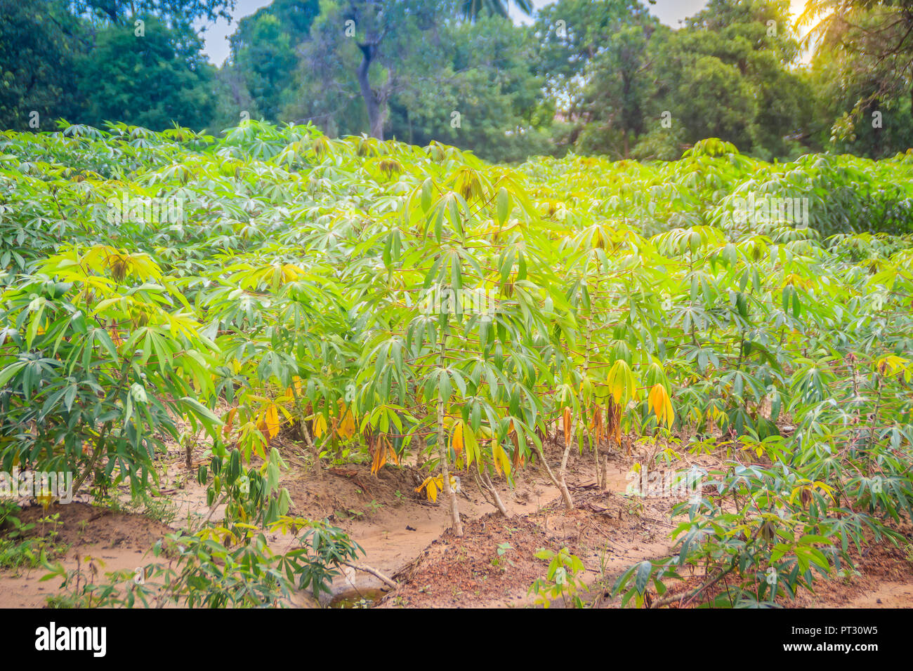 Tapioca Plants High Resolution Stock Photography and Images - Alamy