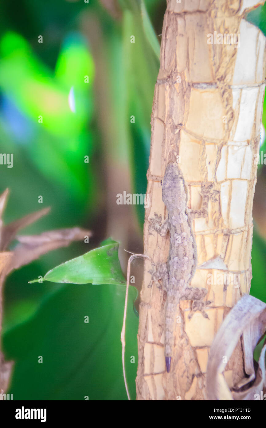 Small lizard is perched on the tree trunk and merging color too ...