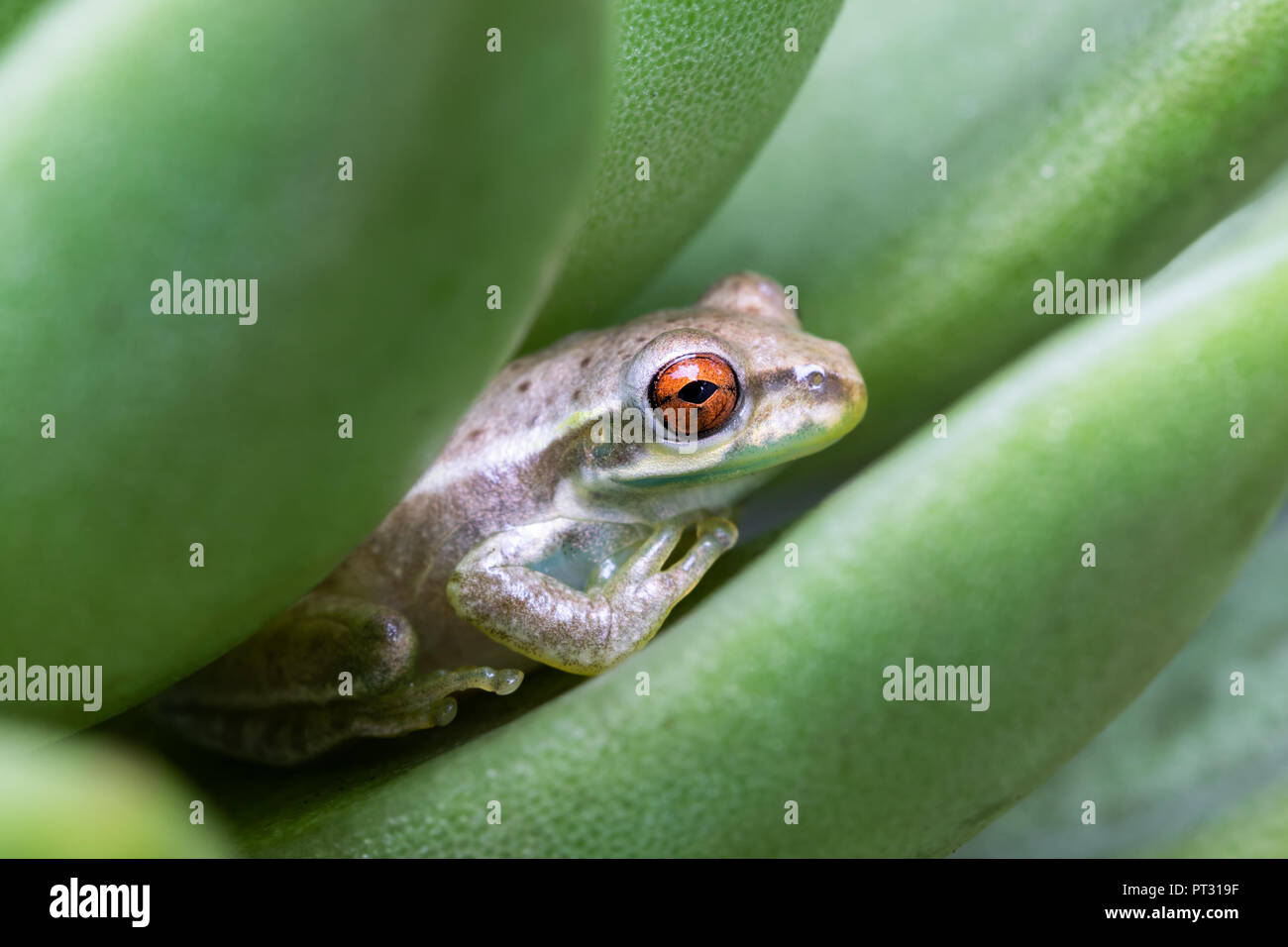 A small tree frog sitting on a succulent leaf Stock Photo - Alamy