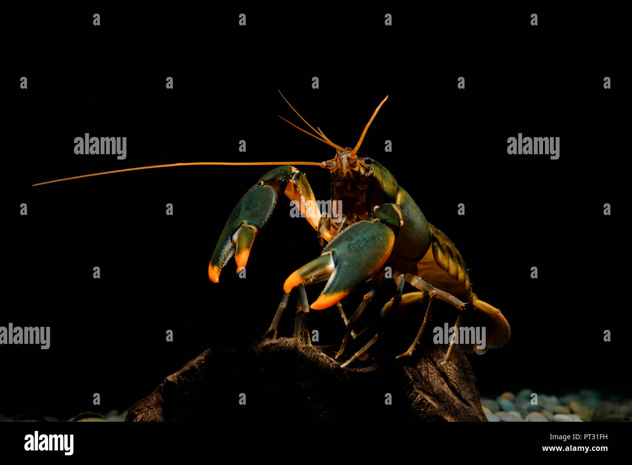 crayfish in the aquarium Stock Photo - Alamy