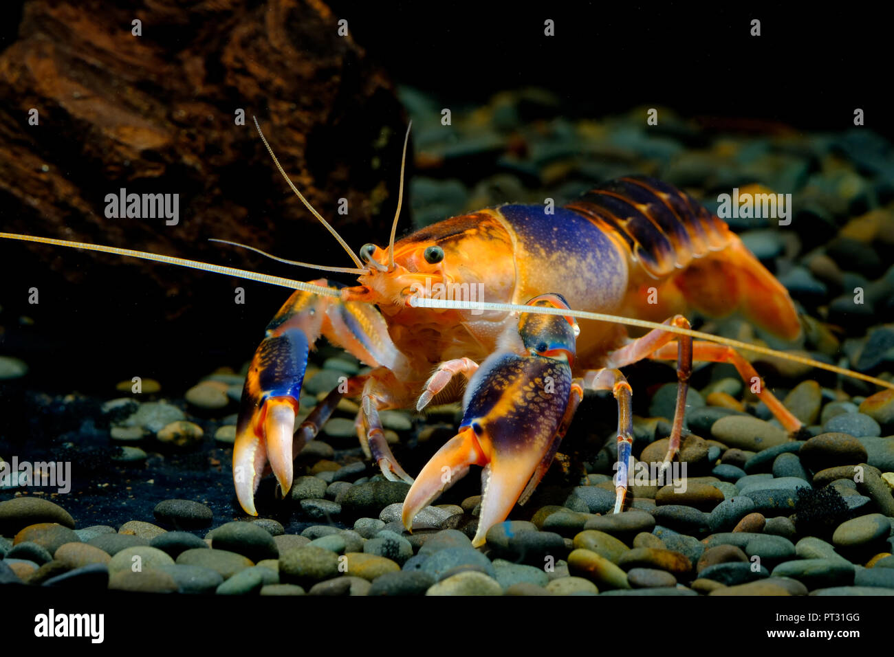 Volcano Destructor, a new breed of crayfish developed by Thai people ...