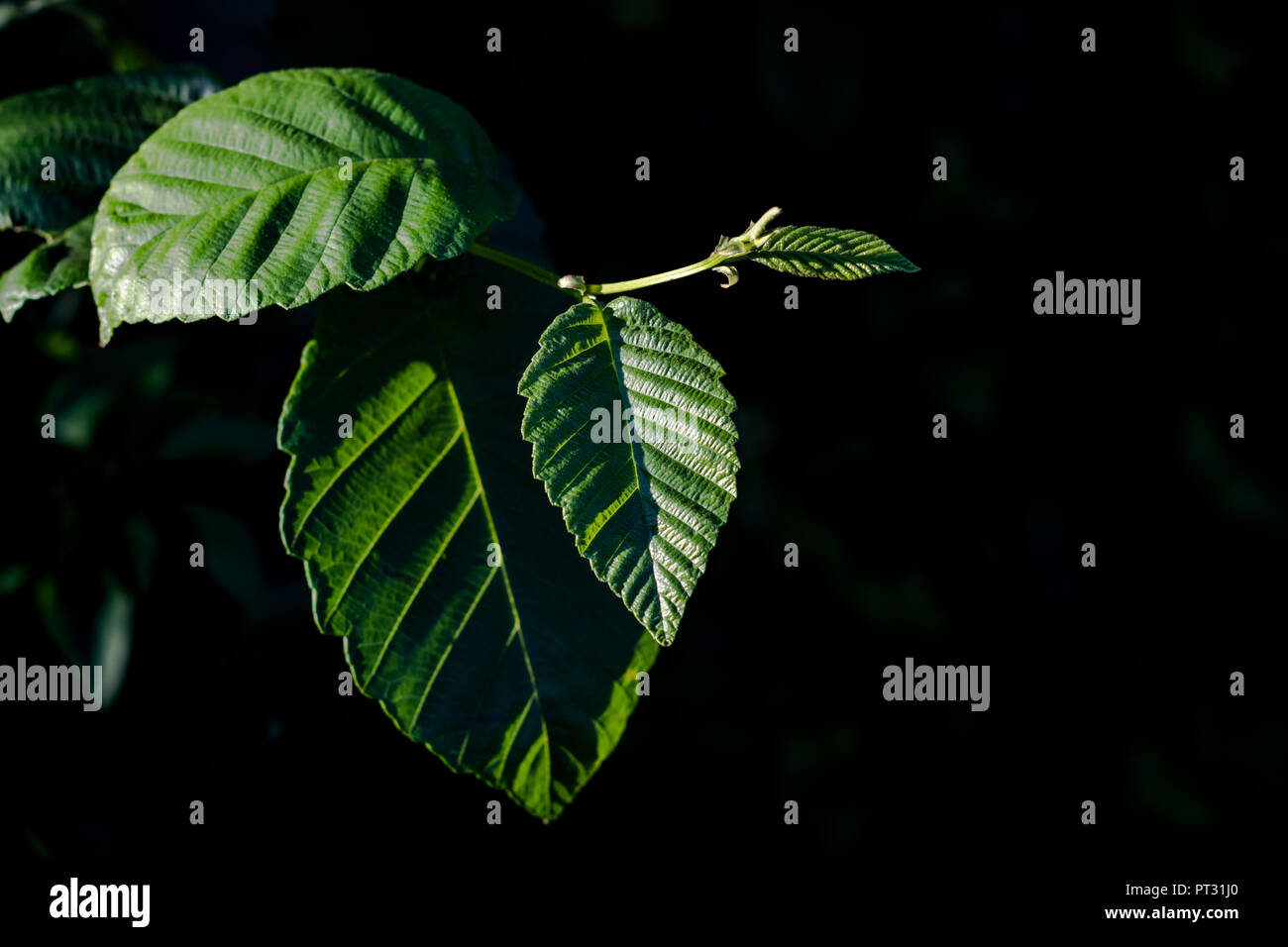 Angled leaves hi-res stock photography and images - Alamy