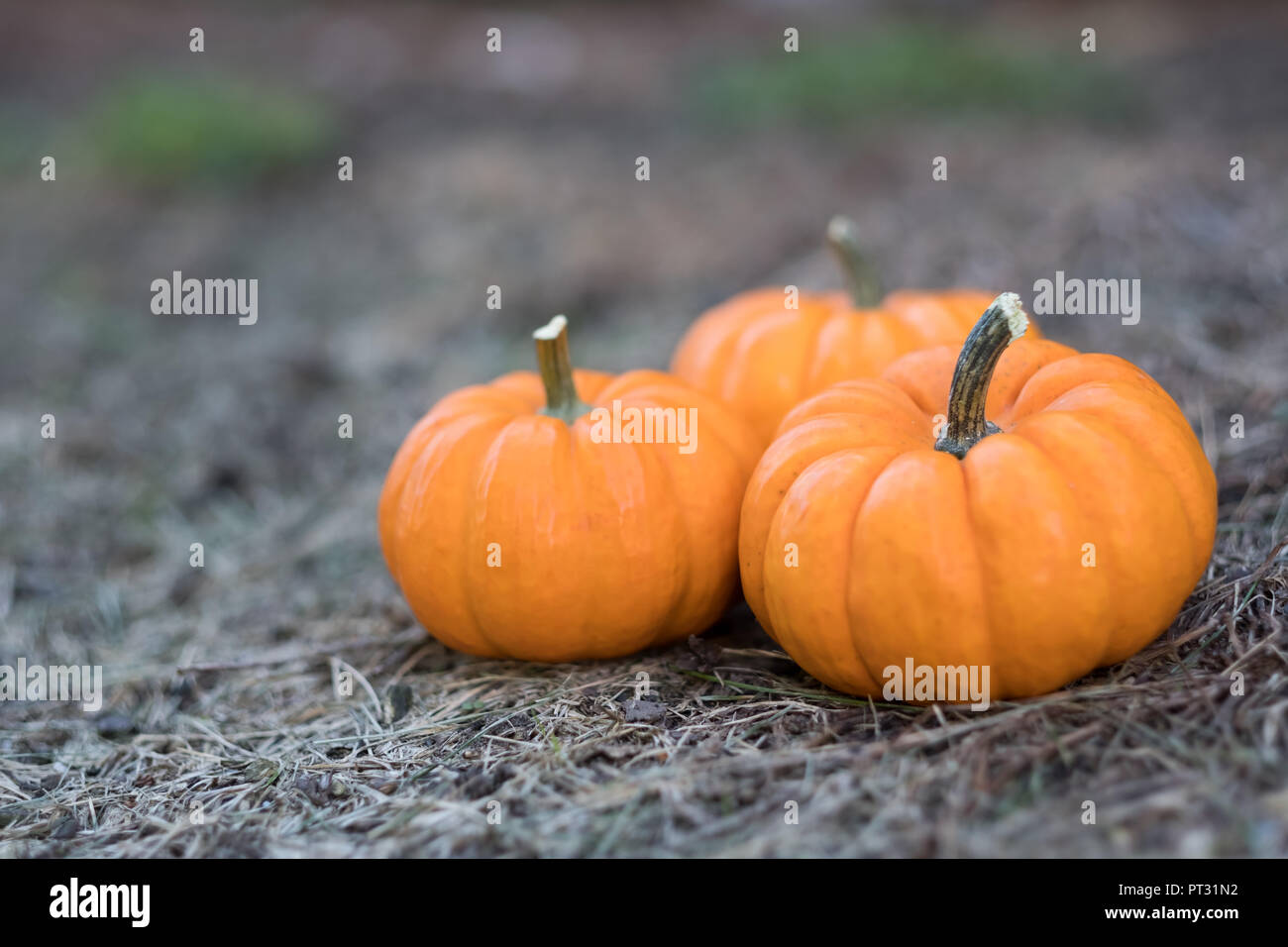 Fall landscape pumpkins hi-res stock photography and images - Alamy