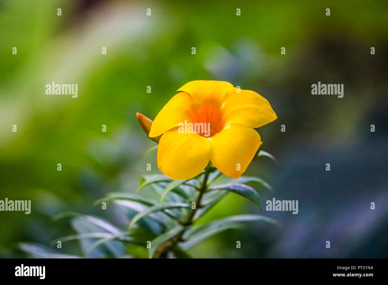 Golden sap hi-res stock photography and images - Alamy