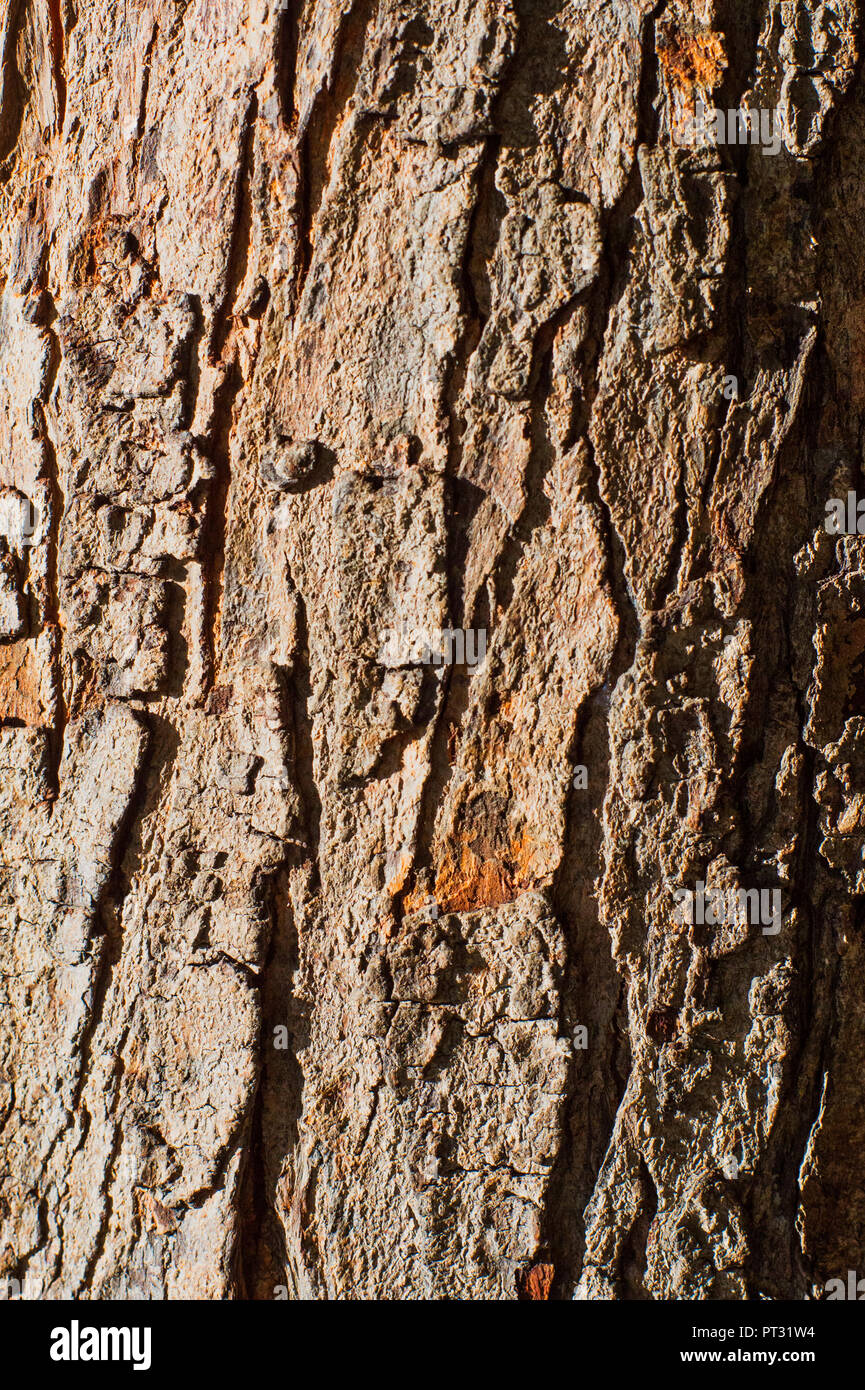 Tree trunk pattern hi-res stock photography and images - Alamy