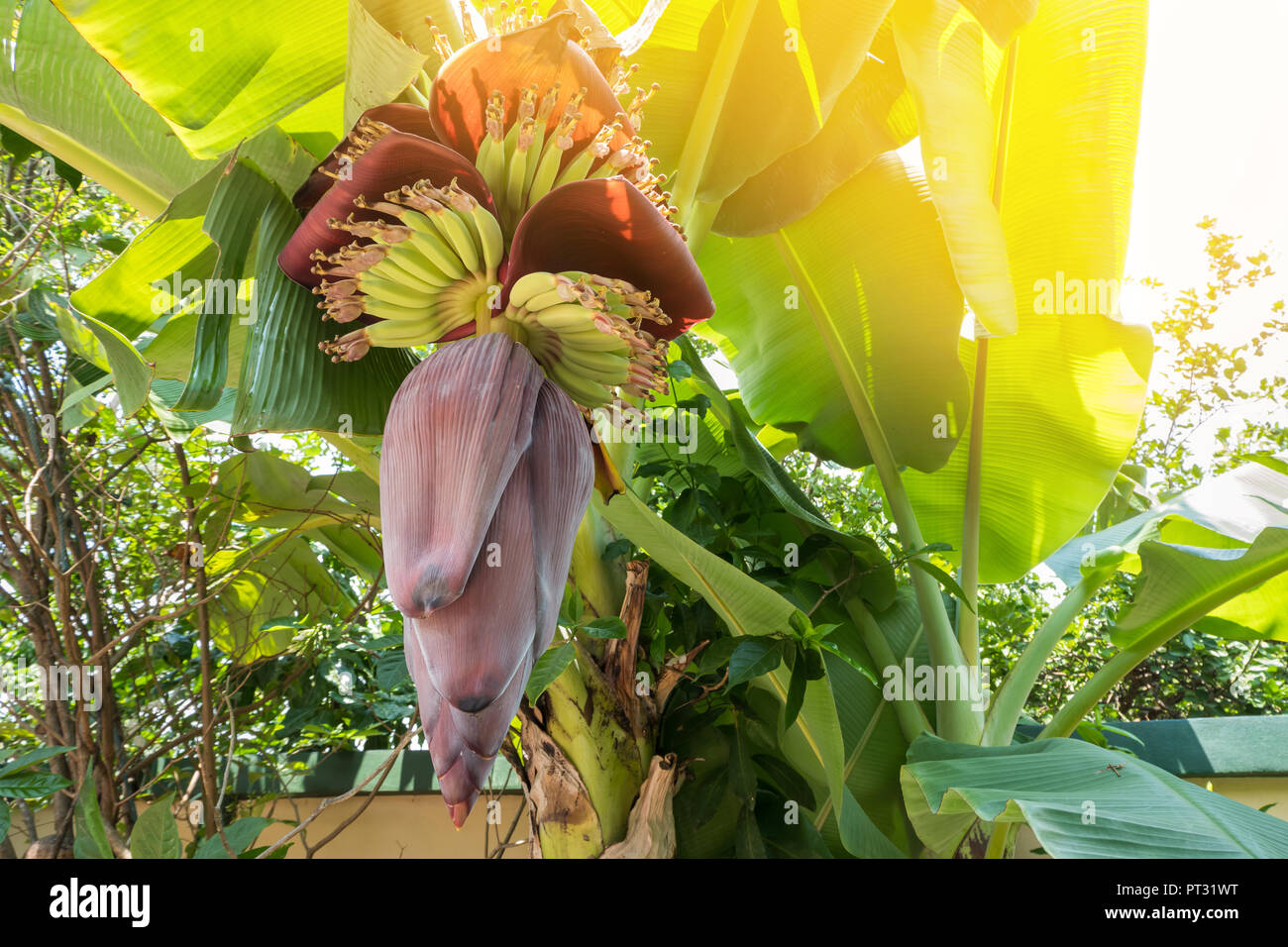 Beautiful banana flower. Banana is delicious tropical fruit at Thailand ...