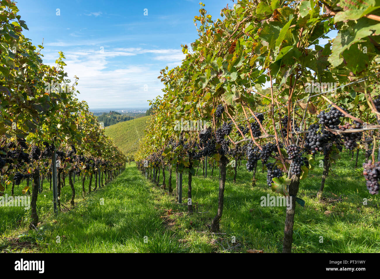 Germany, Baden-Württemberg, Black Forest, Durbach, vineyard near ...
