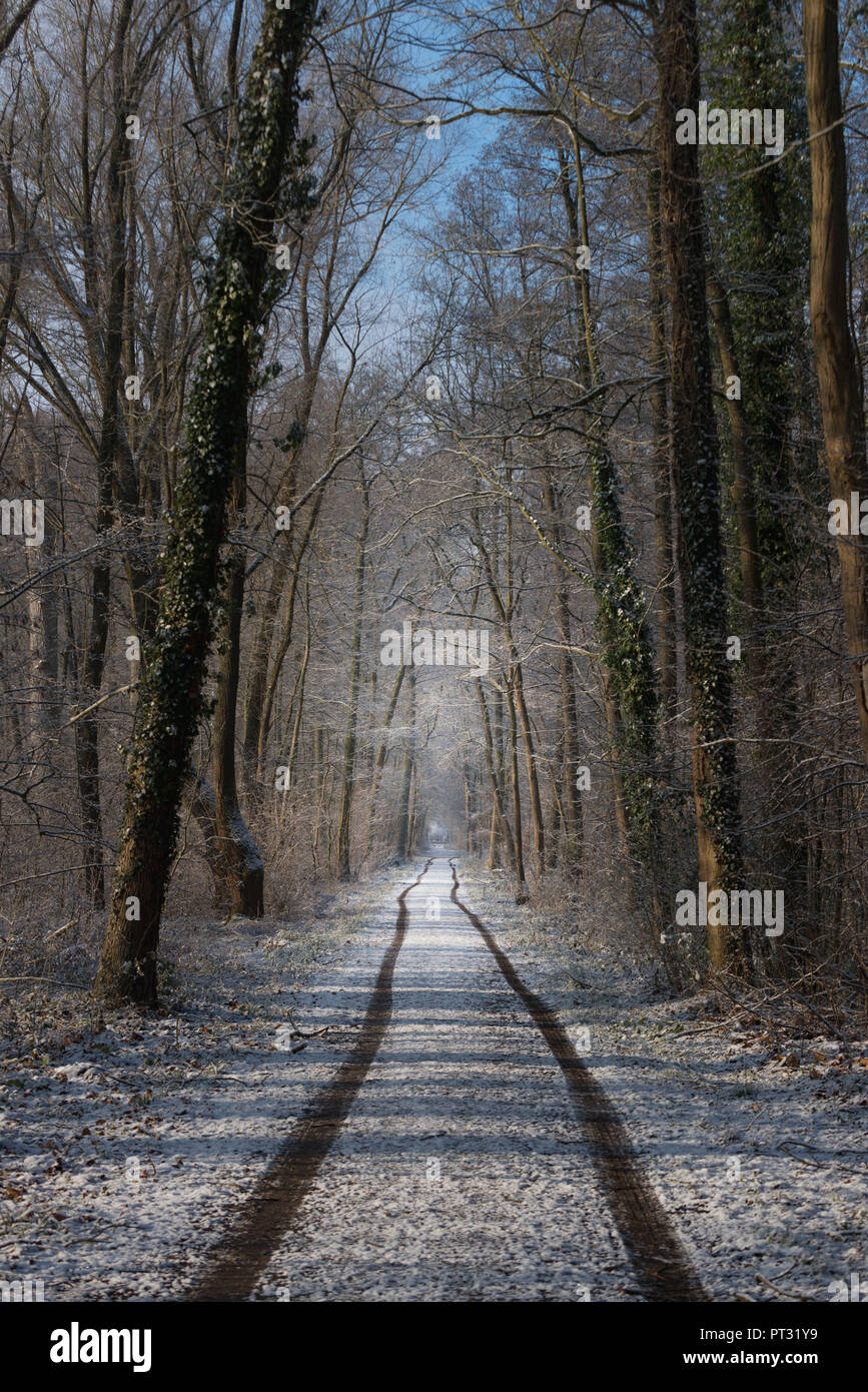 Forest path in winter Stock Photo - Alamy