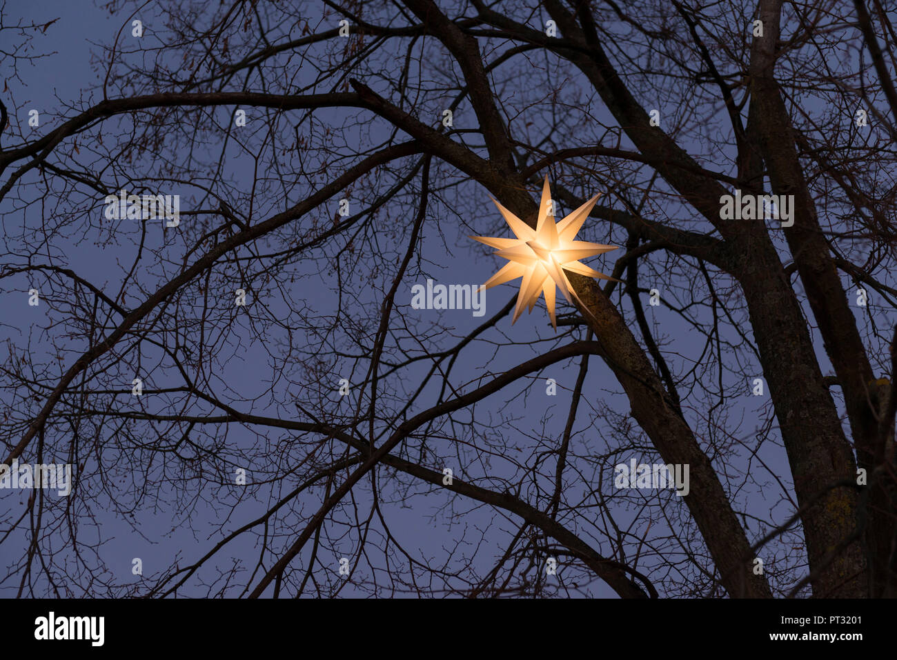 Christmas star in a tree Stock Photo - Alamy