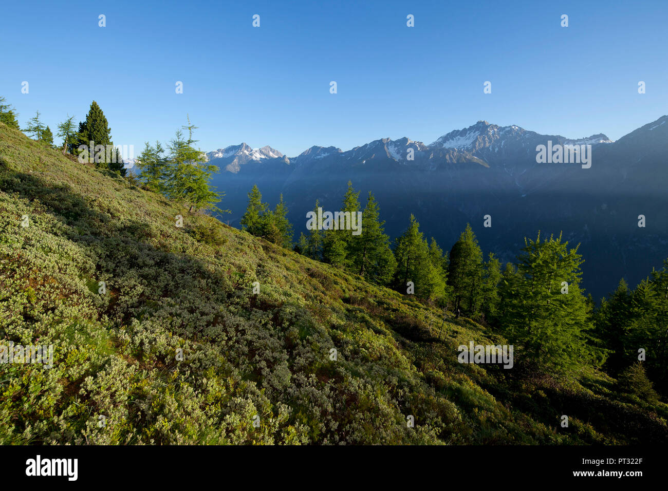 Alpine forest alps hi-res stock photography and images - Alamy