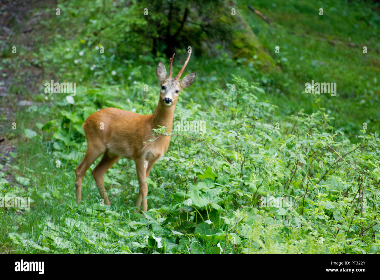 Verwall alps alps hi-res stock photography and images - Alamy