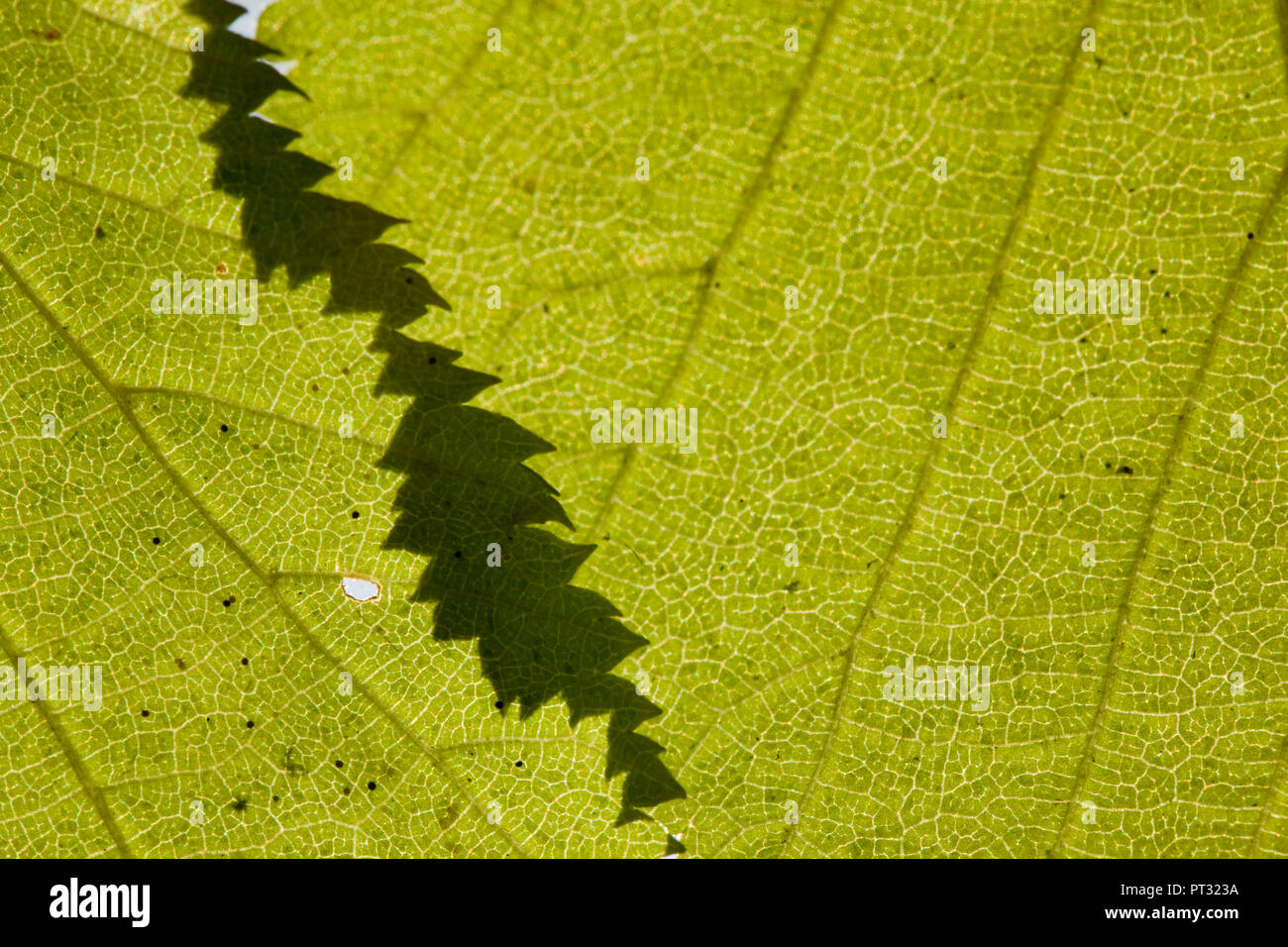 Overlapping leaf hi-res stock photography and images - Alamy