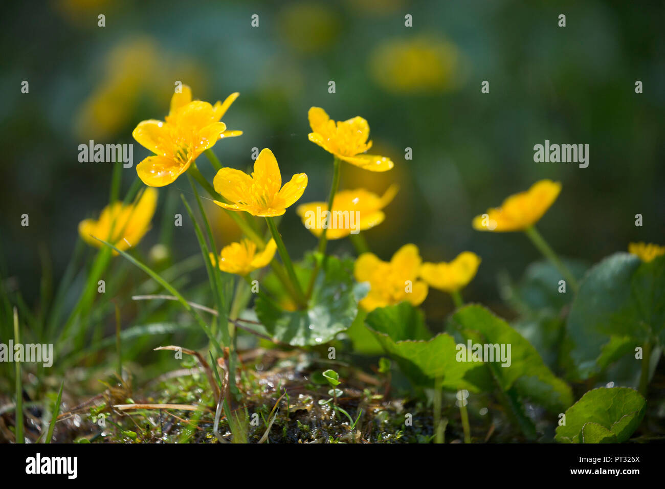 Marsh marigolds hi-res stock photography and images - Alamy