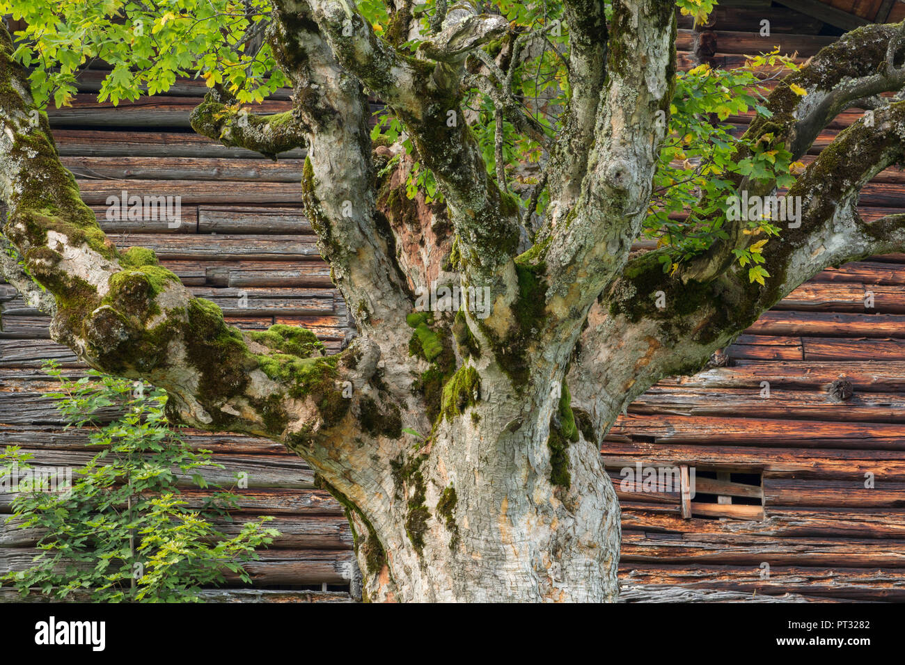 Old maple tree hi-res stock photography and images - Alamy