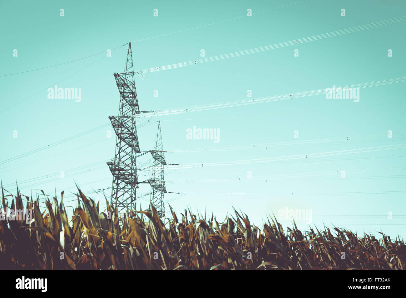 High voltage transmission towers in corn field hi-res stock photography ...