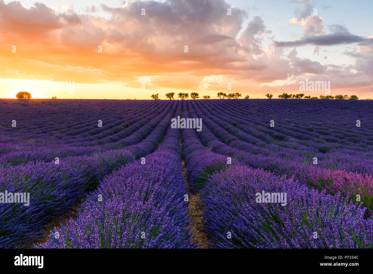 Valensole provence france hi-res stock photography and images - Alamy
