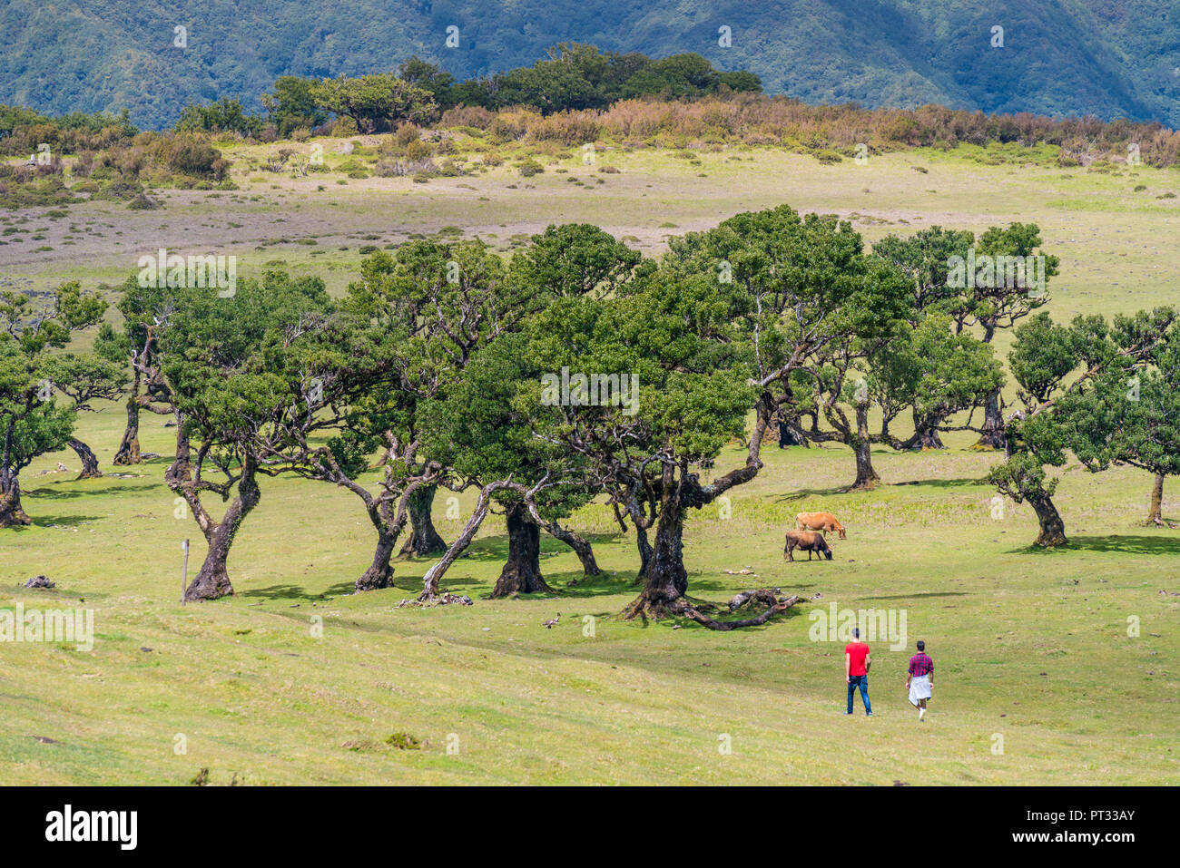 Cows under trees hi-res stock photography and images - Alamy